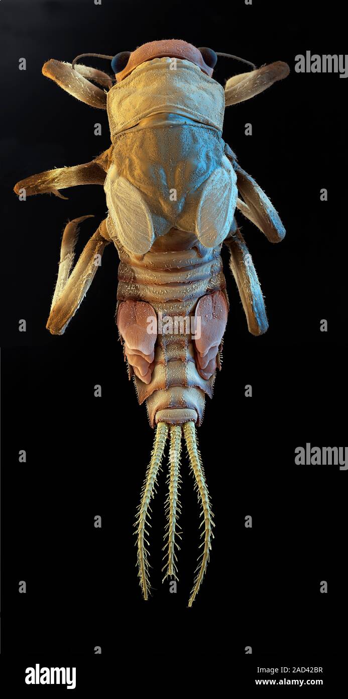 Mayfly (Ephemera sp.) nymph. Coloured scanning electron micrograph (SEM ...