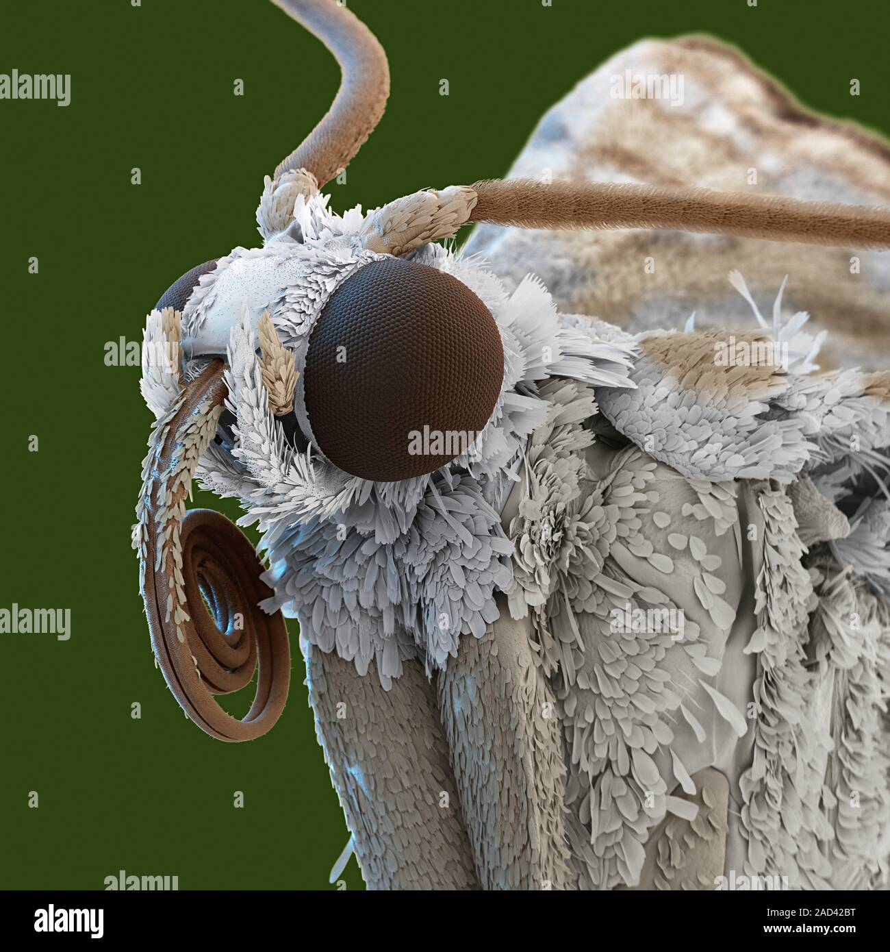 Brown china mark (Elophila nymphaeata) moth head. Coloured scanning ...