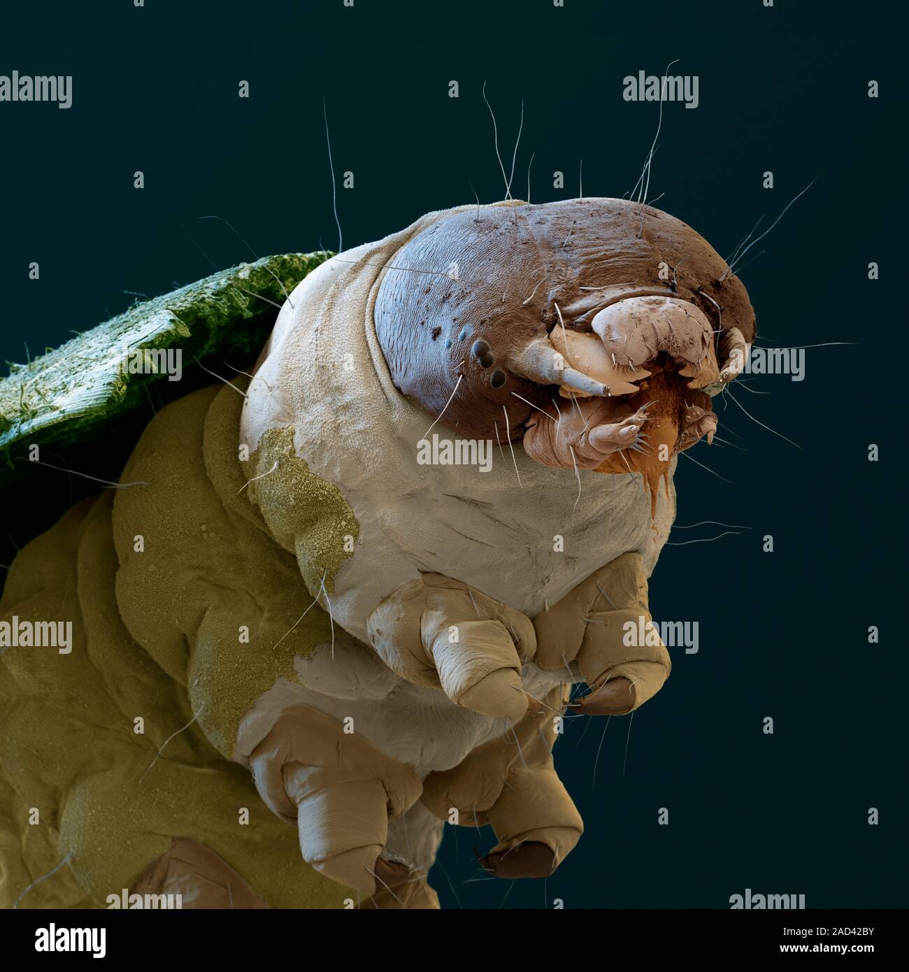 Brown china mark (Elophila nymphaeata) moth larva. Coloured scanning ...