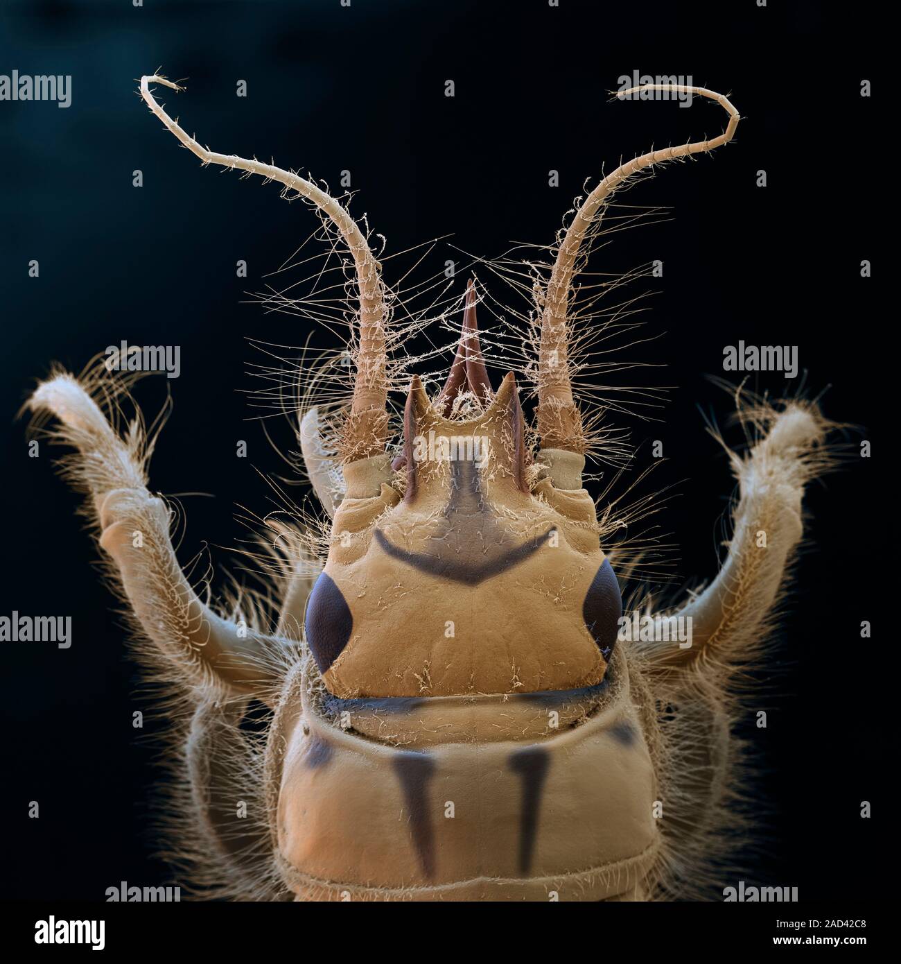 Green drake mayfly (Ephemera danica) nymph. Coloured scanning electron ...