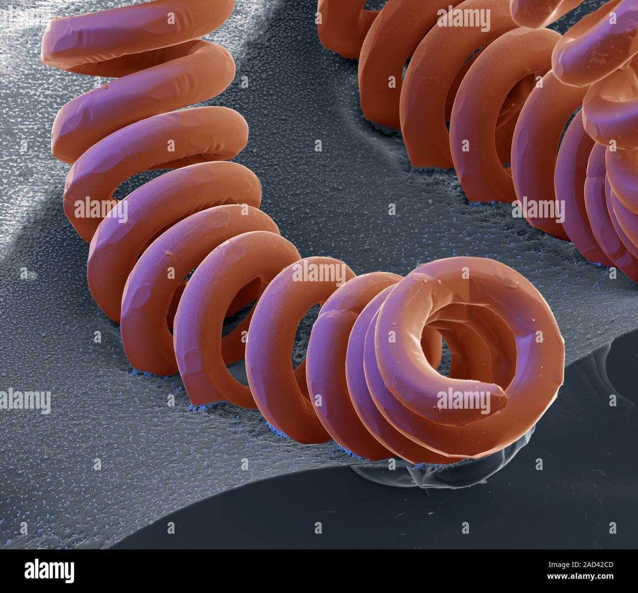 Halogen lamp filament. Coloured scanning electron micrograph (SEM) of a ...