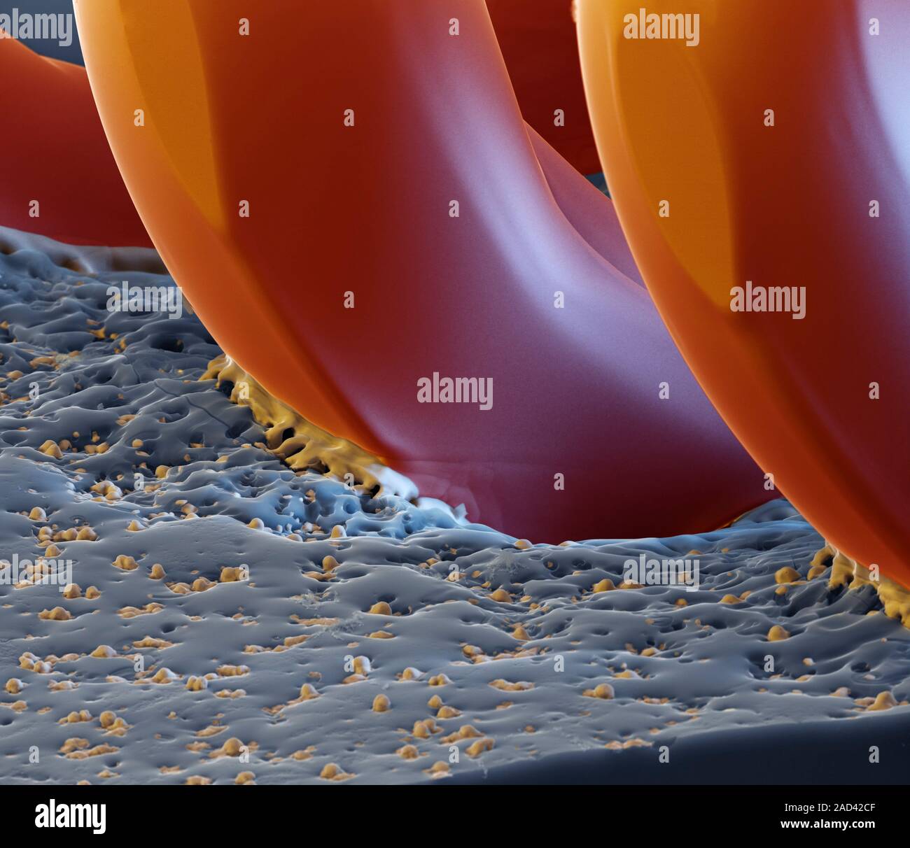 Halogen lamp filament. Coloured scanning electron micrograph (SEM) of a ...
