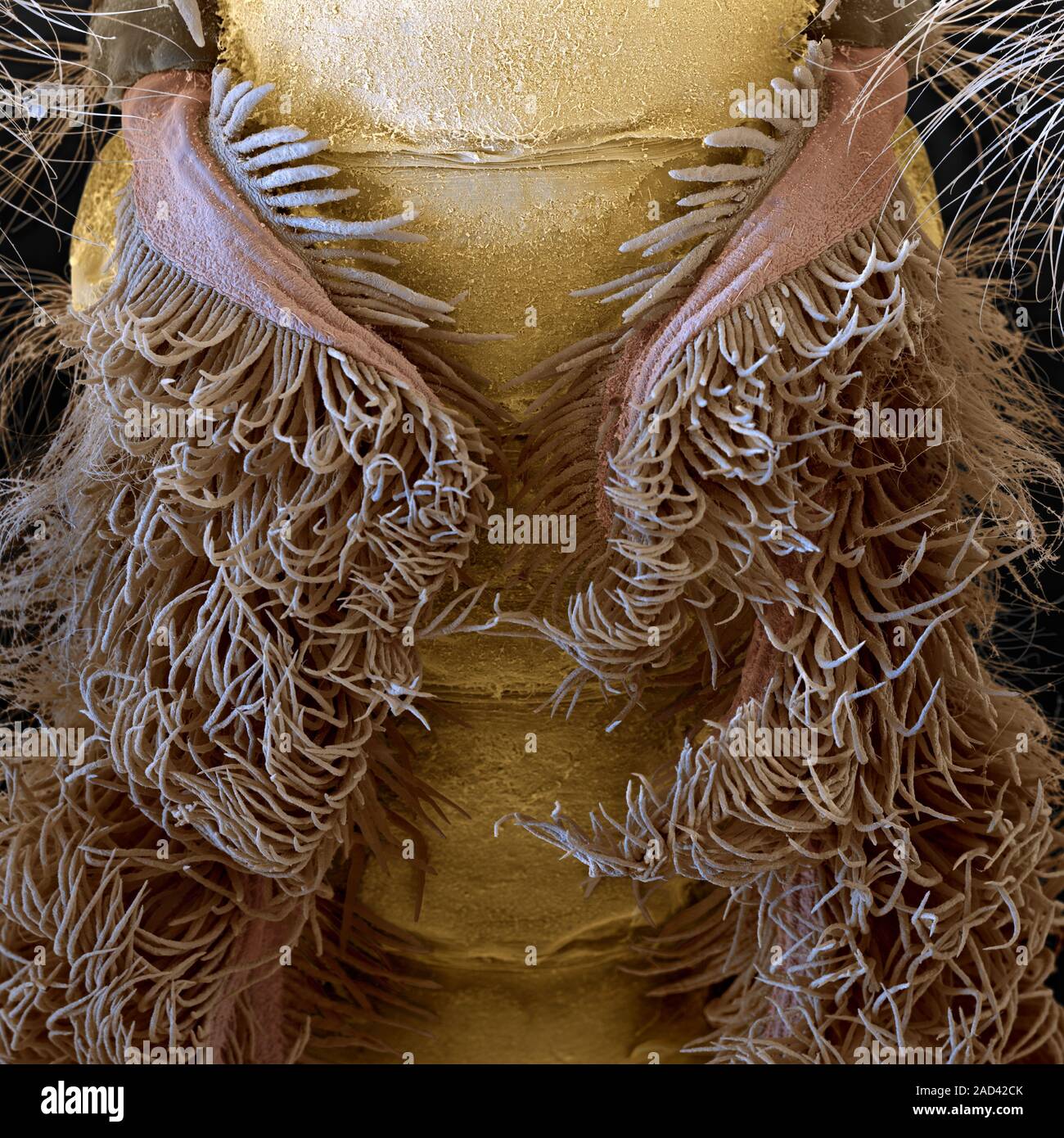Mayfly nymph gills. Coloured scanning electron micrograph (SEM) of the ...