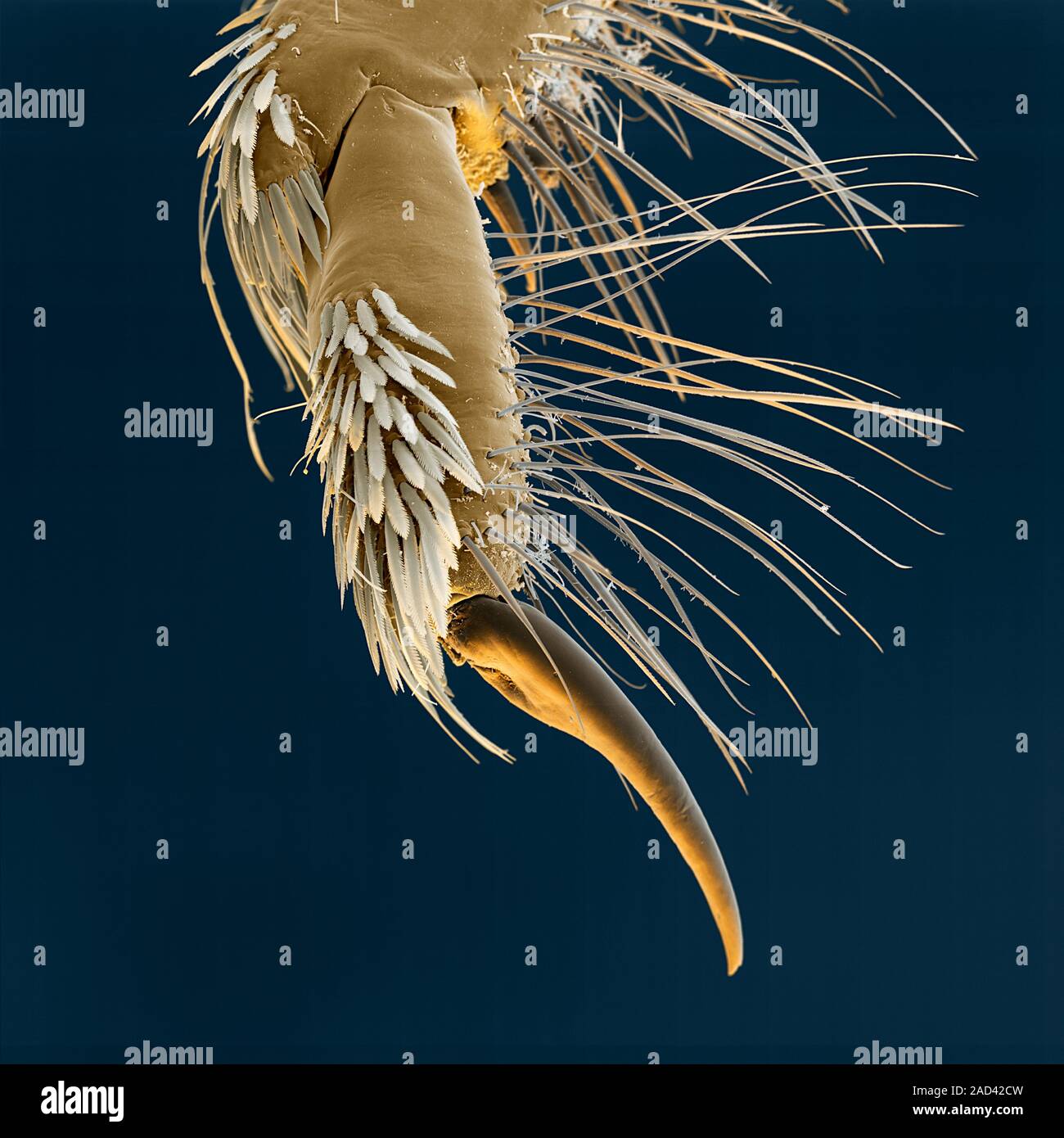 Mayfly nymph leg. Coloured scanning electron micrograph (SEM) showing ...