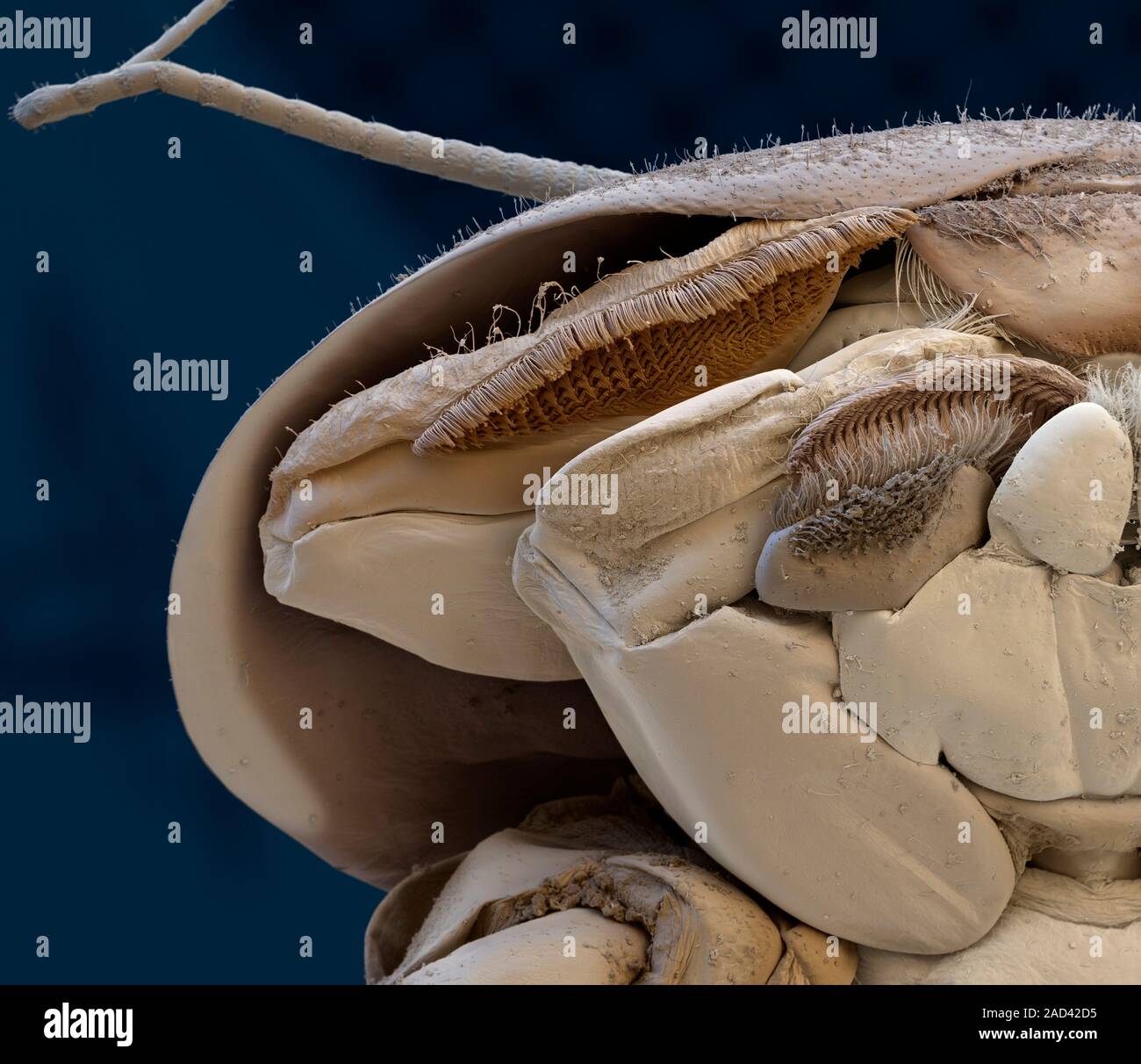 Mayfly nymph head. Coloured scanning electron micrograph (SEM) of the ...