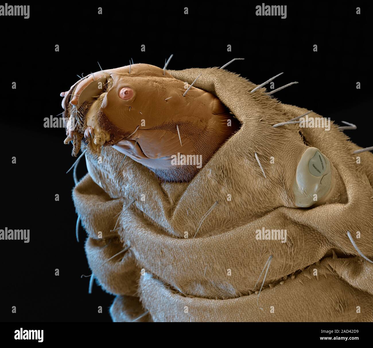 Soldier fly (Hermetia sp.) larva. Coloured scanning electron micrograph ...