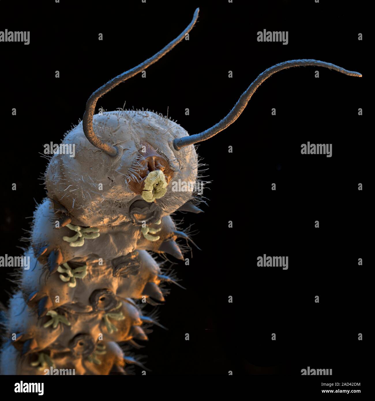 Net-winged midge (Liponeura sp.) larva. Coloured scanning electron ...