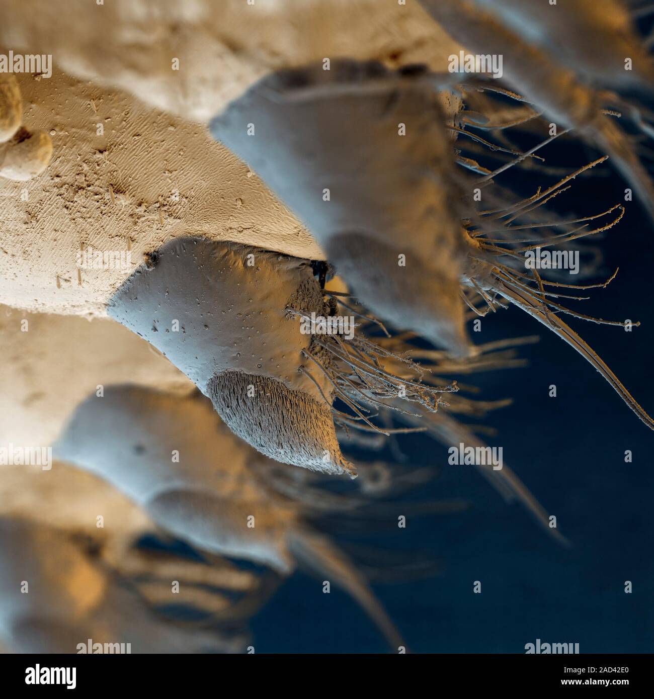 Net-winged midge (Liponeura sp.) larva. Coloured scanning electron ...