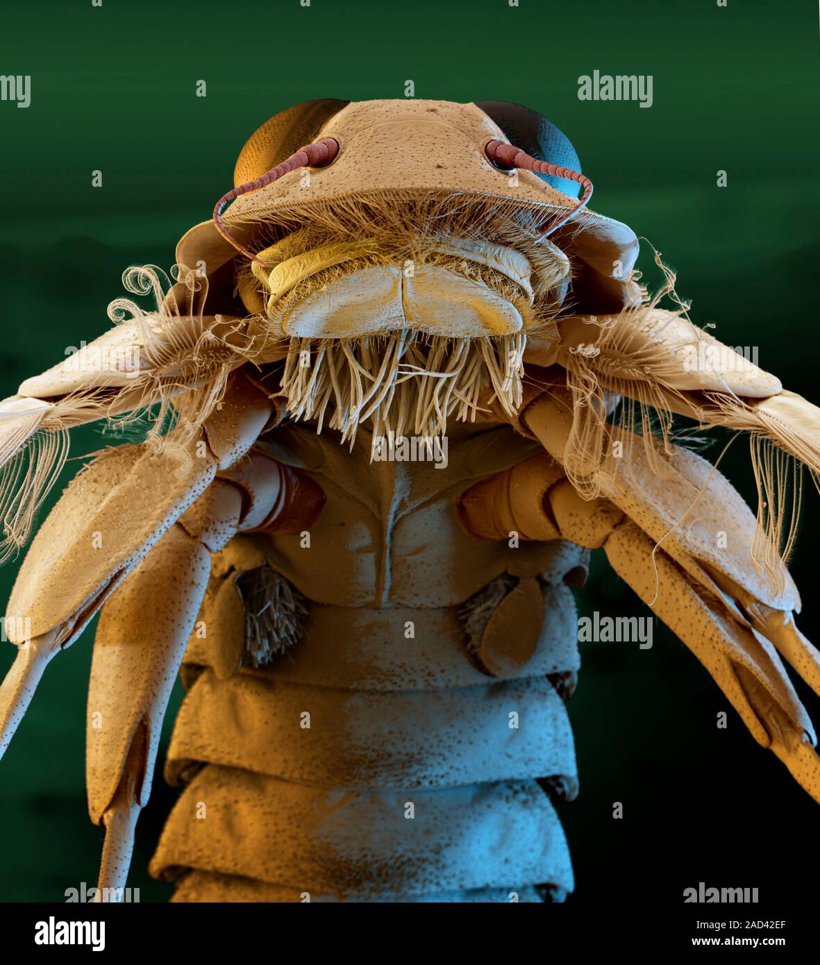 Mayfly (Oligoneuriella rhenana) nymph head. Coloured scanning electron ...