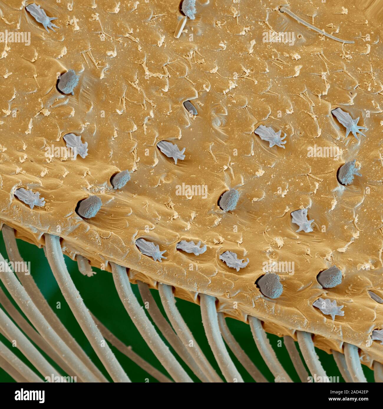Mayfly (Oligoneuriella rhenana) nymph leg. Coloured scanning electron ...