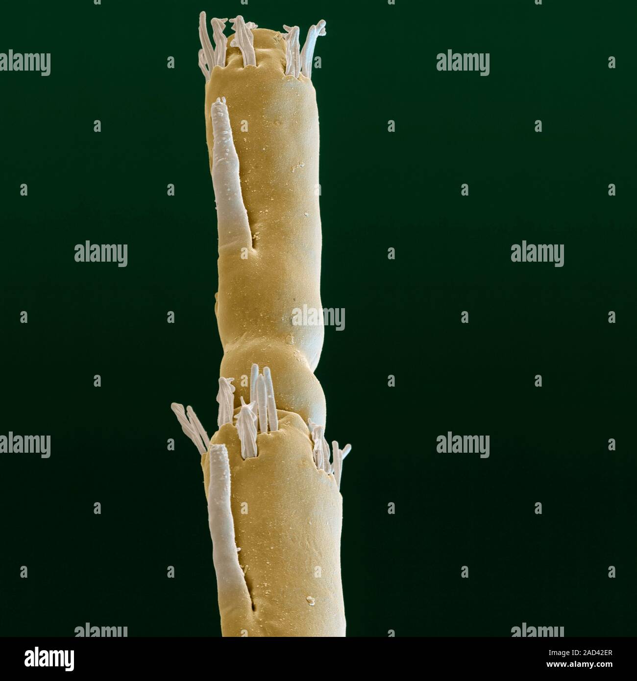Mayfly (Oligoneuriella rhenana) nymph antenna. Coloured scanning ...