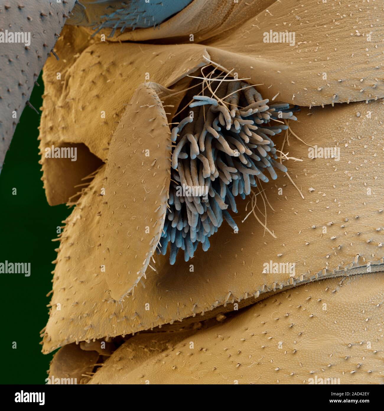 Mayfly (Oligoneuriella rhenana) nymph gills. Coloured scanning electron ...