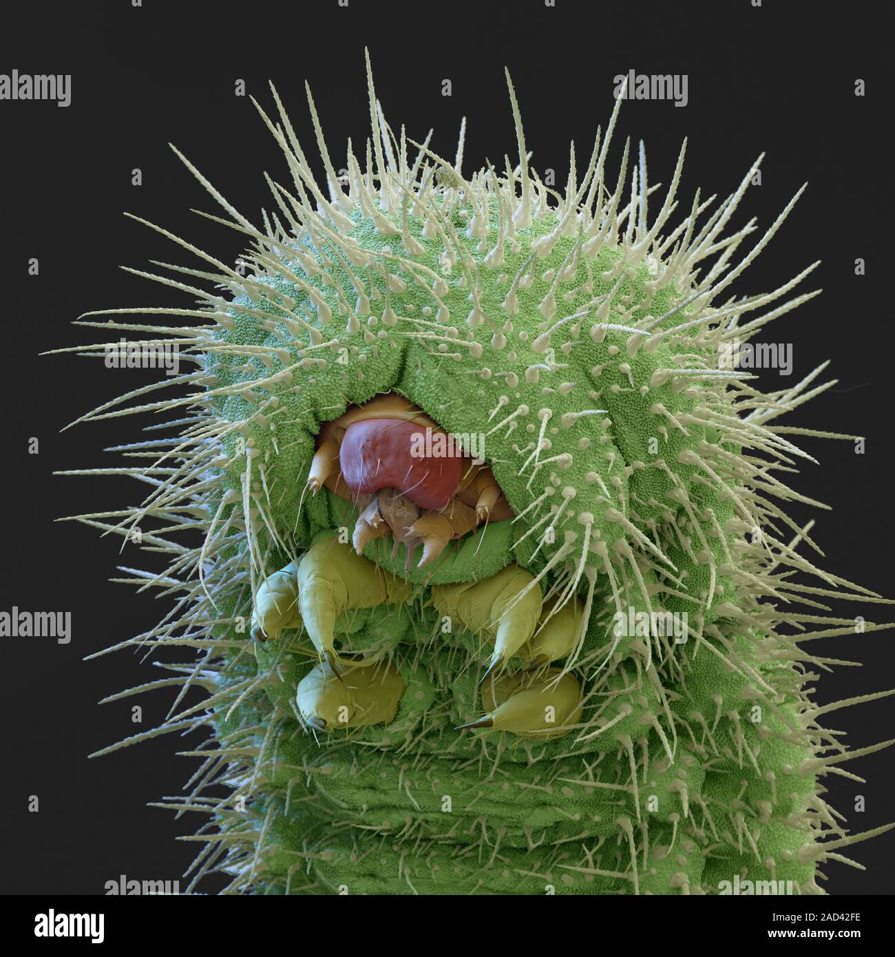 Common blue butterfly (Polyommatus icarus) larva. Coloured scanning ...