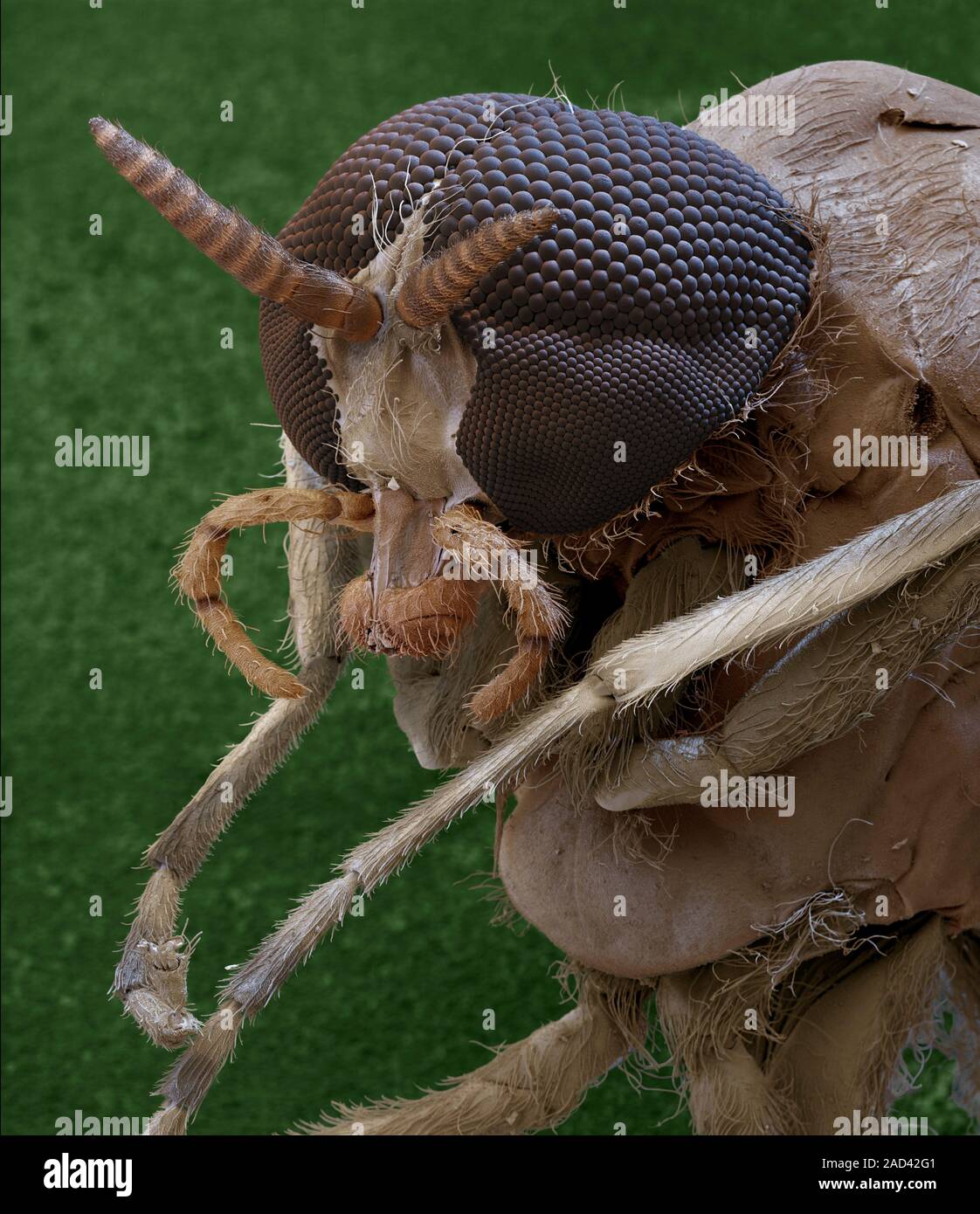 Black fly head. Coloured scanning electron micrograph (SEM) of the head ...