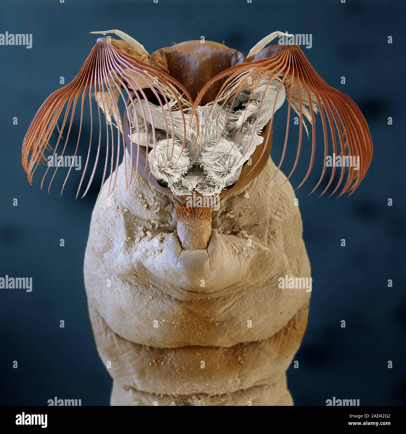 Black fly larva. Coloured scanning electron micrograph (SEM) of the ...