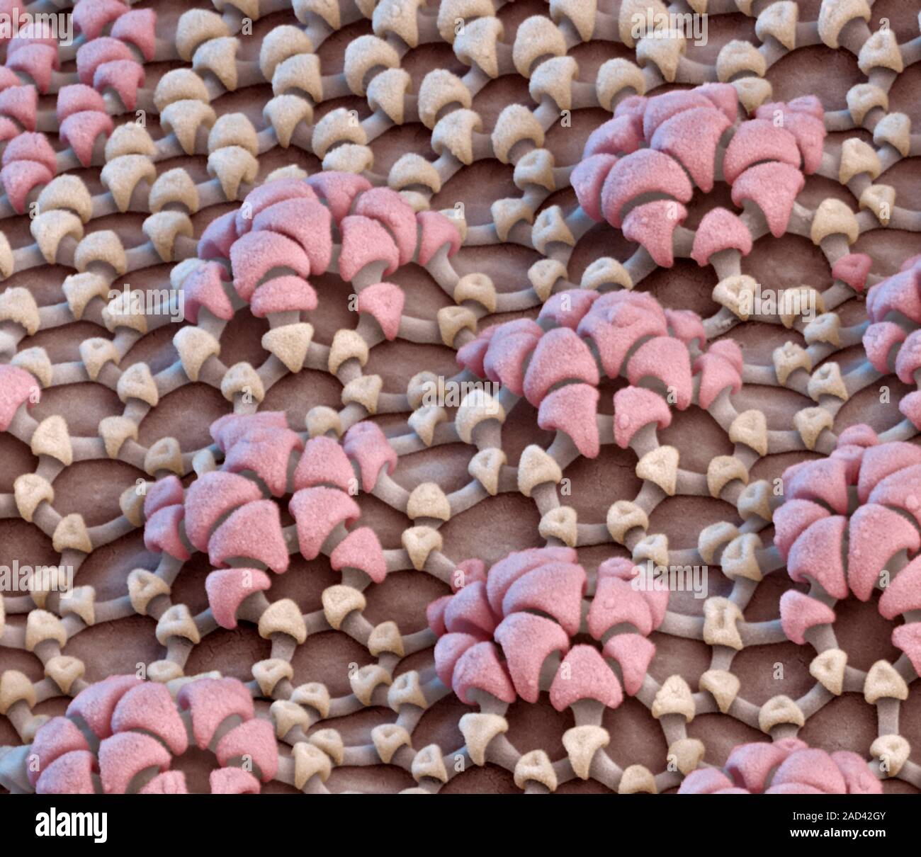 Springtail (Bilobella sp.) body, coloured scanning electron micrograph ...