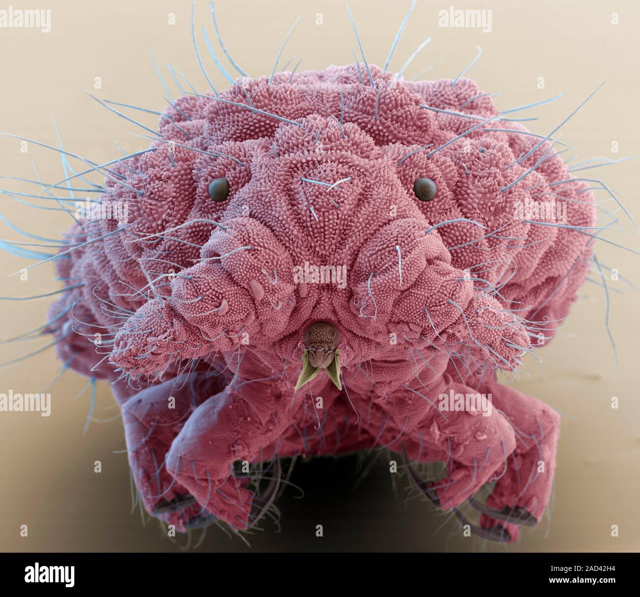 Springtail (Bilobella sp.), coloured scanning electron micrograph (SEM ...
