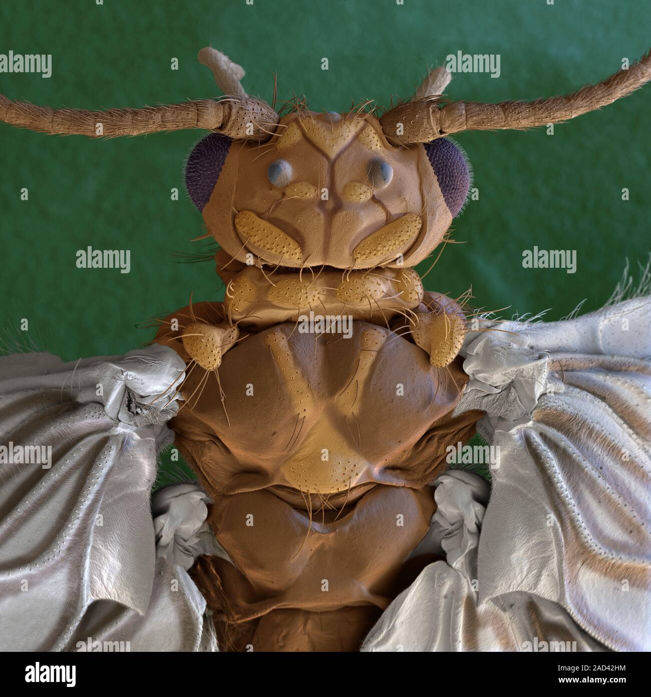 Caddisfly. Coloured scanning electron micrograph of a caddisfly (order ...