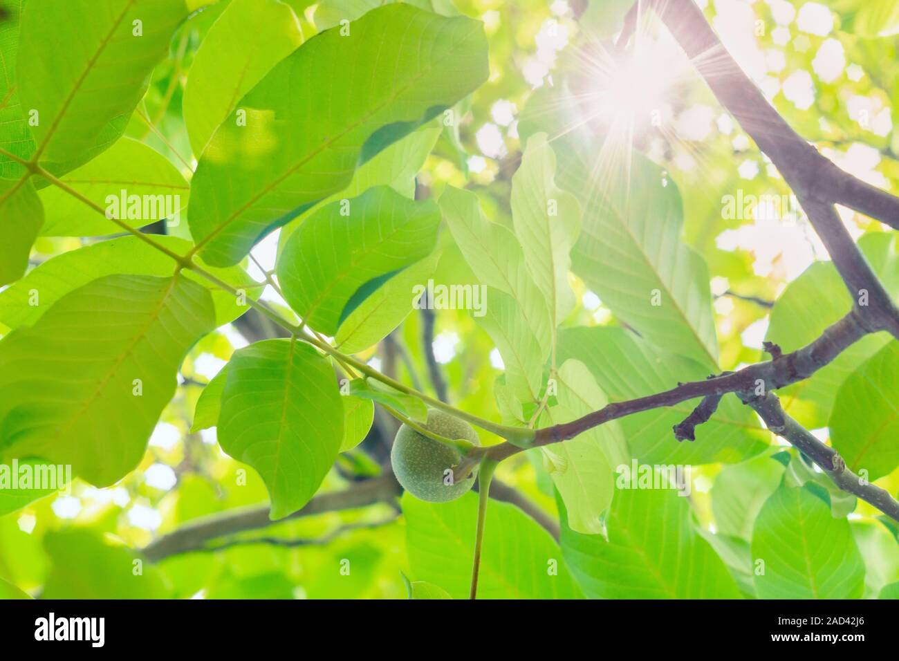 green walnuts on a tree branch closeup. Tree nut farming Stock Photo ...