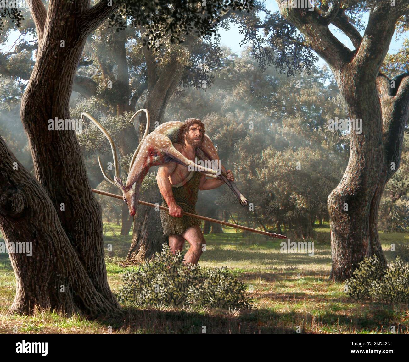 Neanderthal hunter. Illustration of a Neanderthal hunter in woodland ...