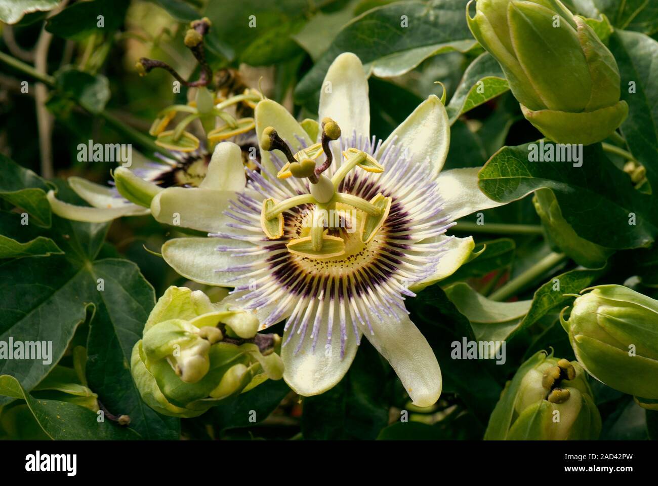 Blue passionflower (Passiflora caerulea Stock Photo - Alamy