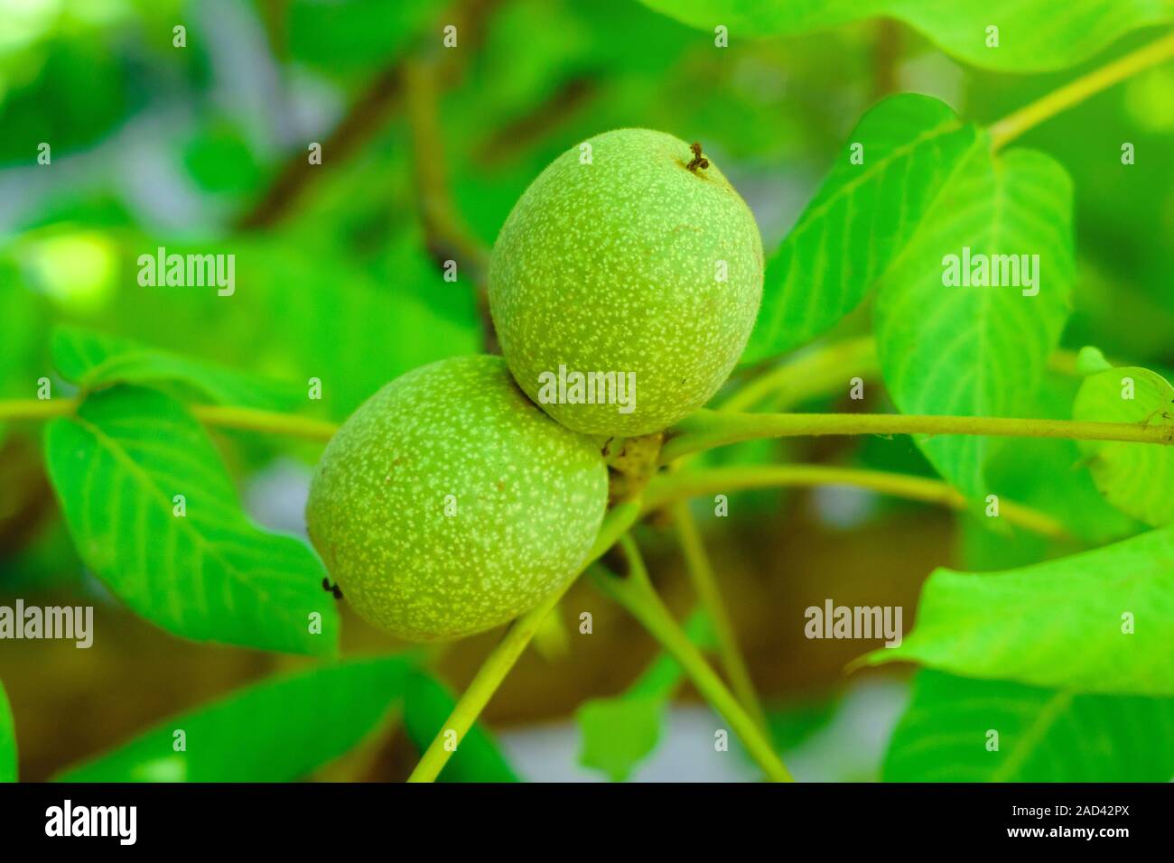 green walnuts on a tree branch closeup. Tree nut farming Stock Photo ...