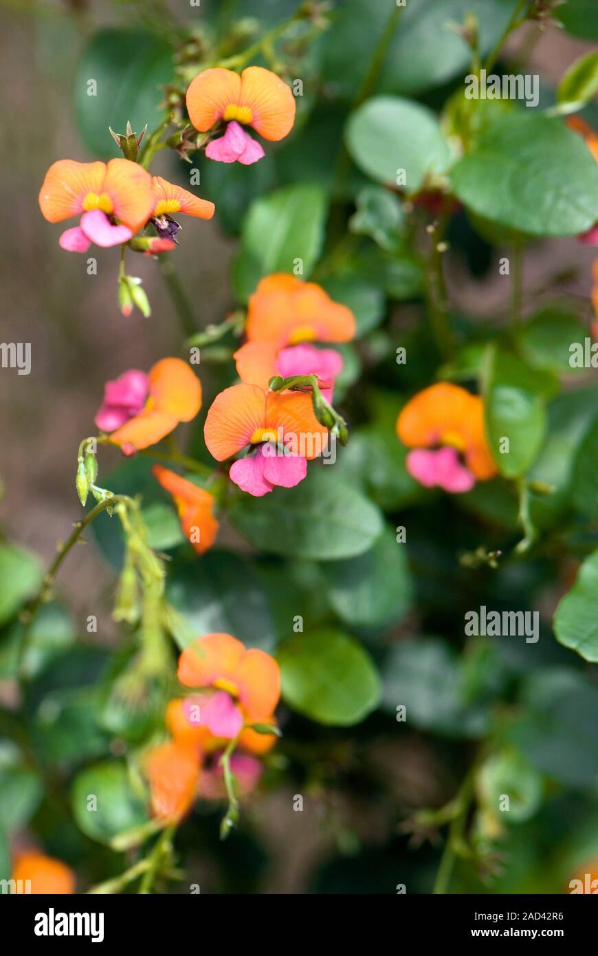 Heart-leaf flame pea (Chorizema cordatum) in flower Stock Photo - Alamy
