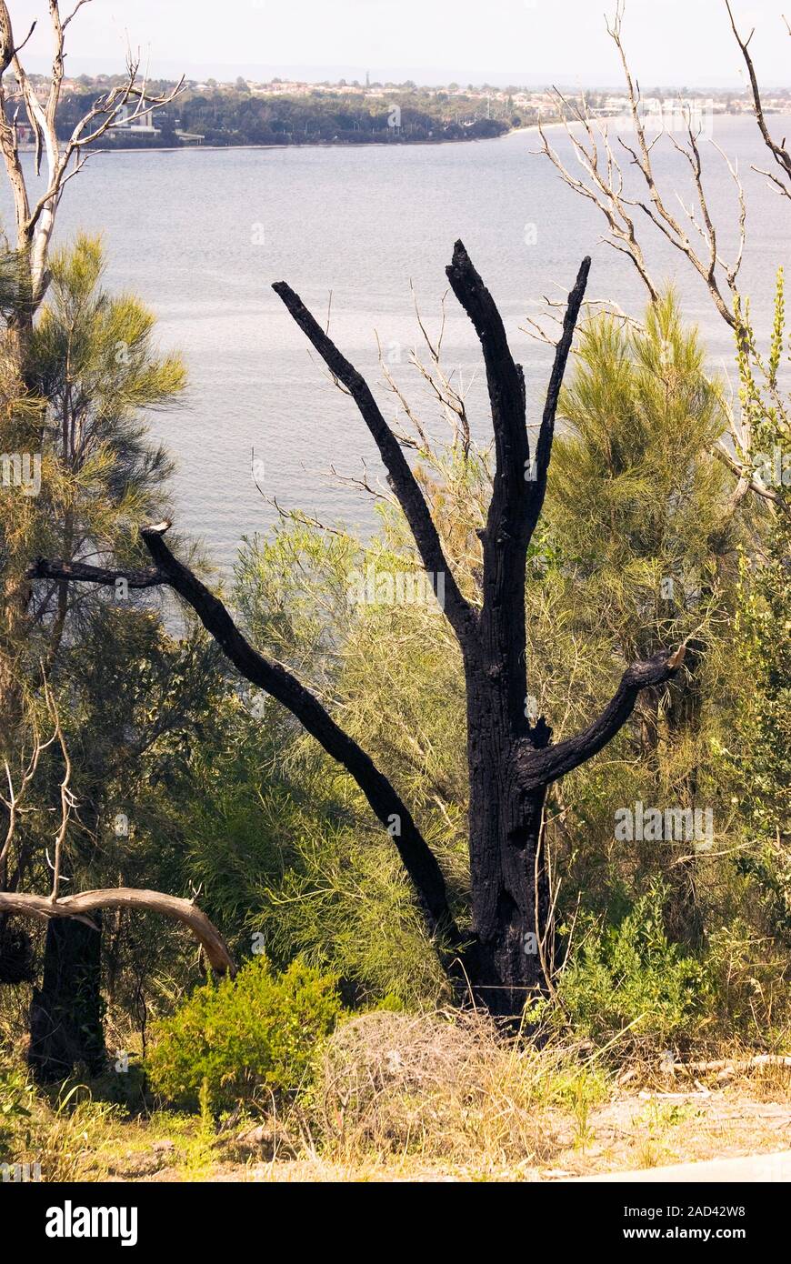 Tree burnt by bushfire. Blackened remains of a tree after a bush fire ...