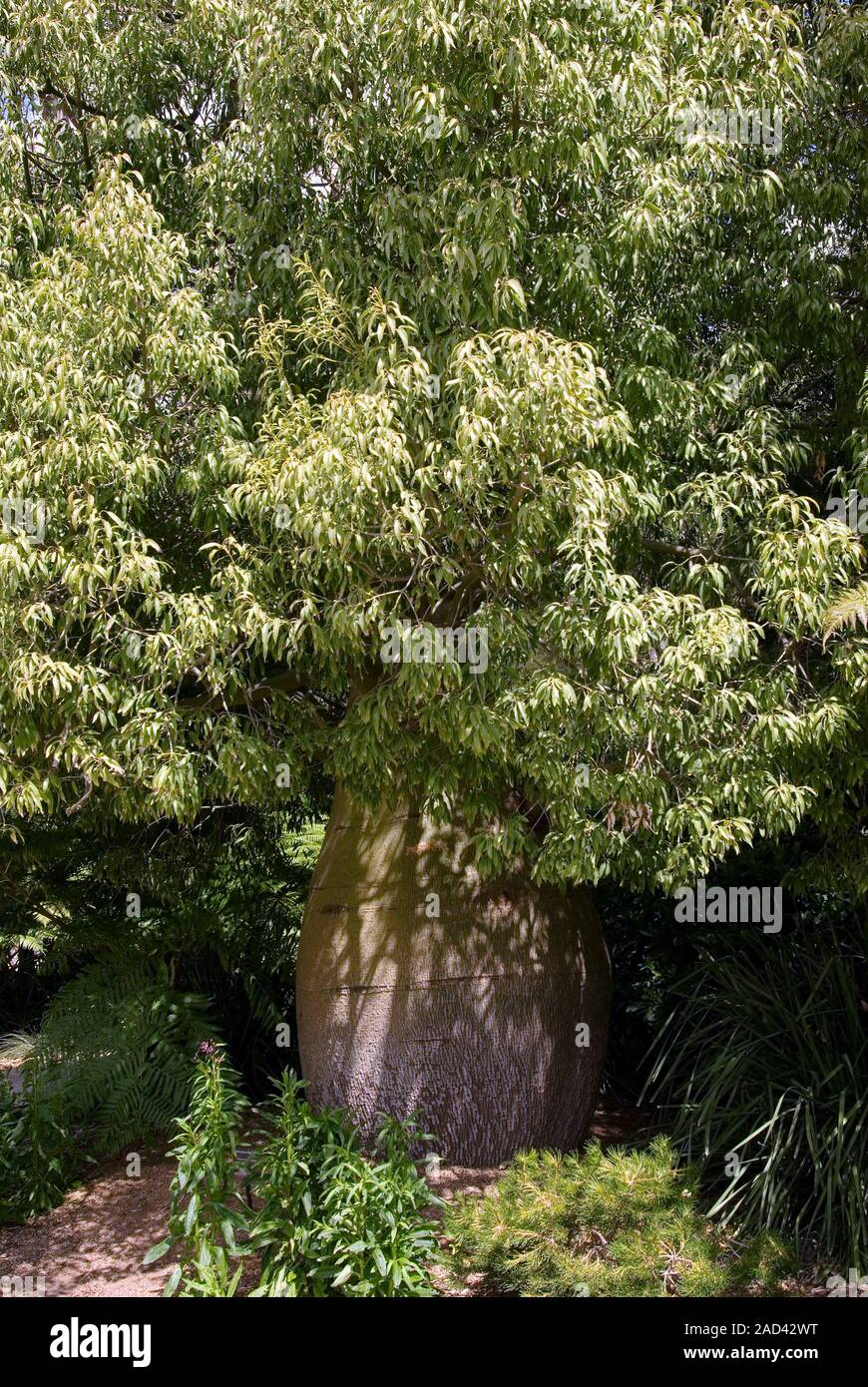 Queensland bottle tree (Brachychiton rupestris Stock Photo - Alamy