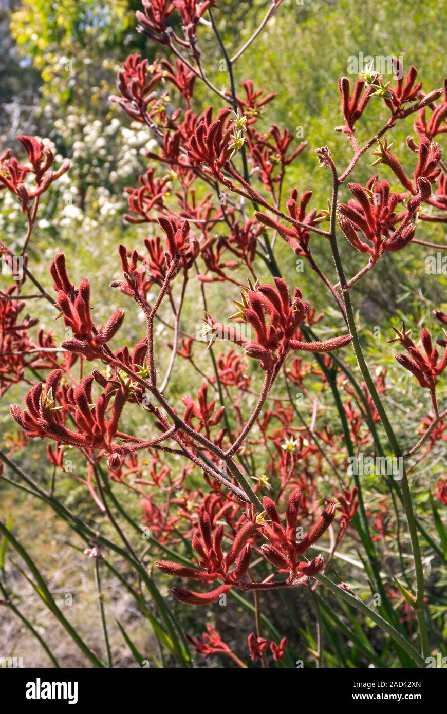 Red kangaroo paw (Anigozanthos rufus) in flower Stock Photo - Alamy