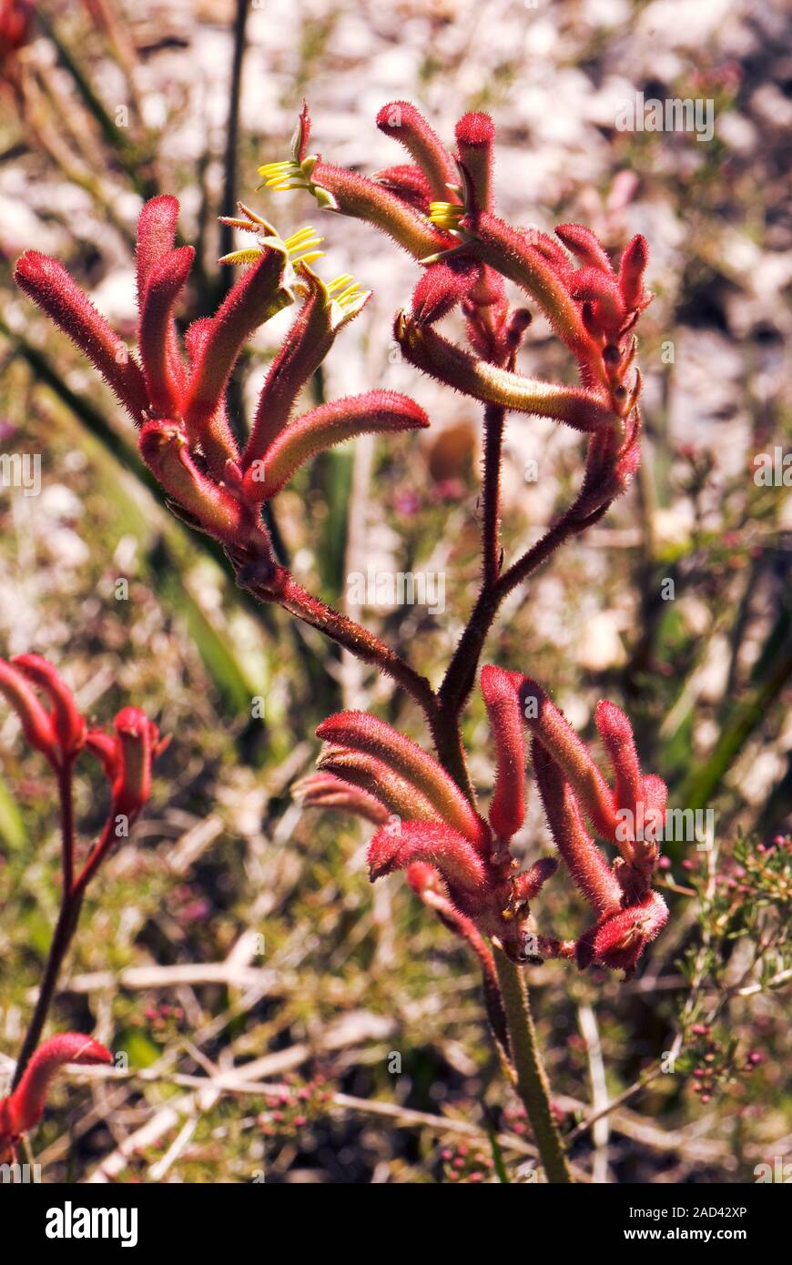 Red kangaroo paw (Anigozanthos rufus) in flower Stock Photo - Alamy