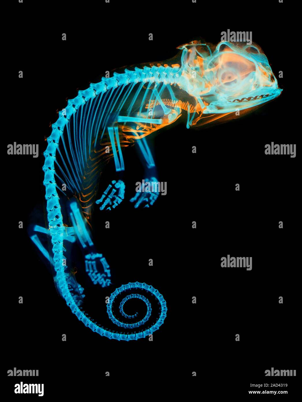 Chameleon embryo skeleton. Light micrograph of the skeleton of a late ...