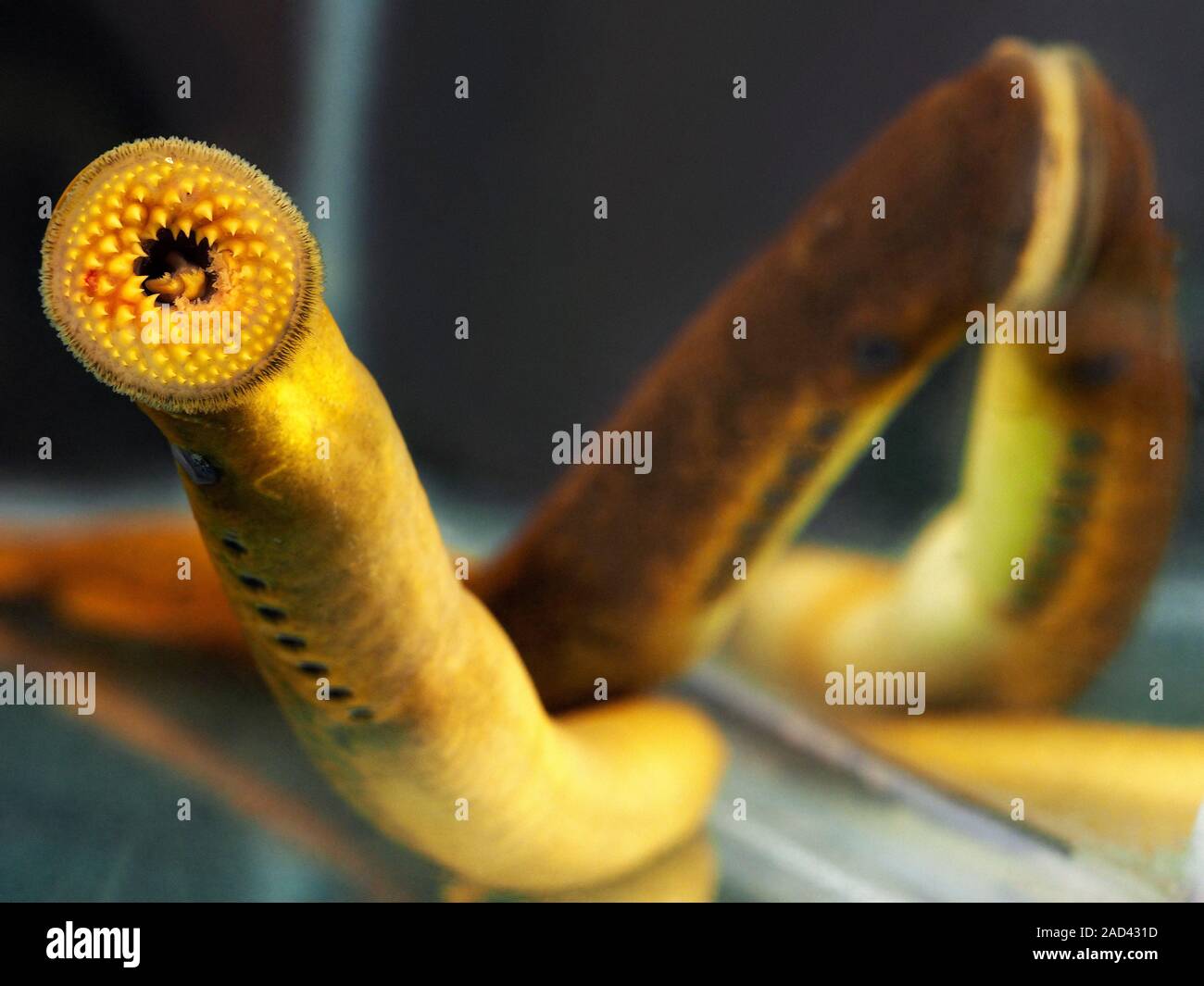 Sea lampreys. Sea lampreys (Petromyzon marinus) in a tank, with a view ...