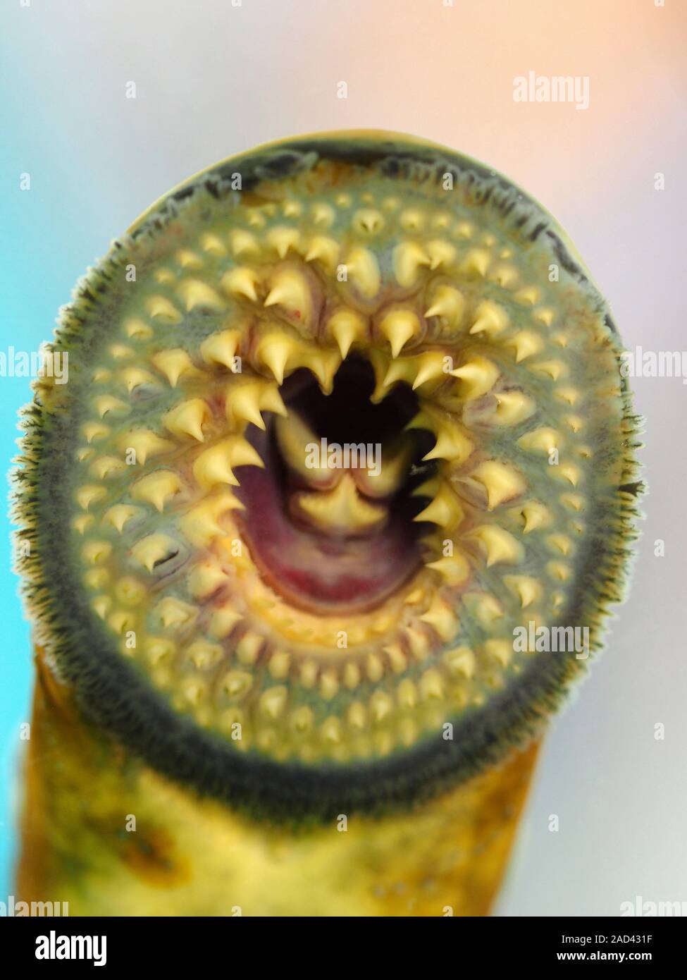 Sea lamprey mouth. Close-up of the toothed, sucker-like mouth of a sea ...