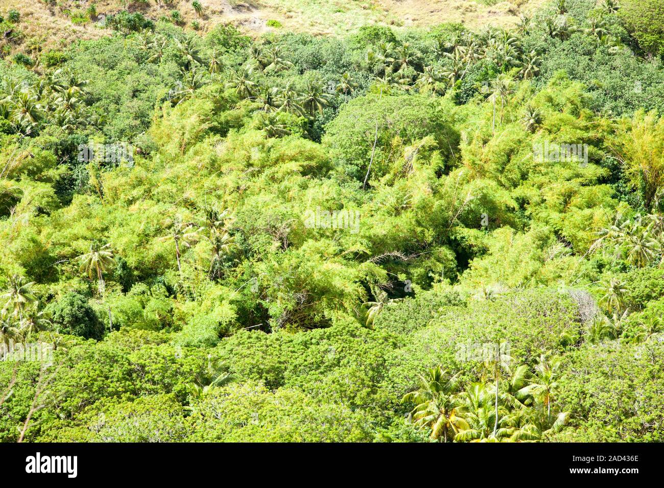 Guam. View over native vegetation growing near Inarajan, on the island ...