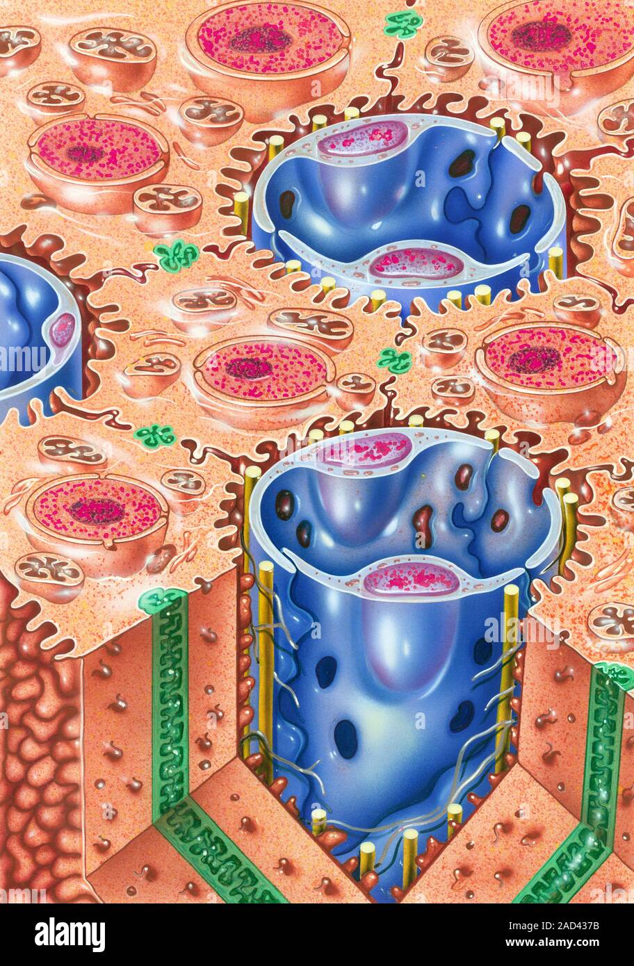 Liver tissue anatomy. Cutaway illustration of the main parenchymal ...