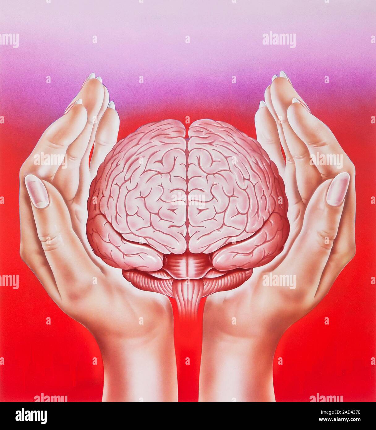 Brain protection. Conceptual illustration of hands protecting a human ...