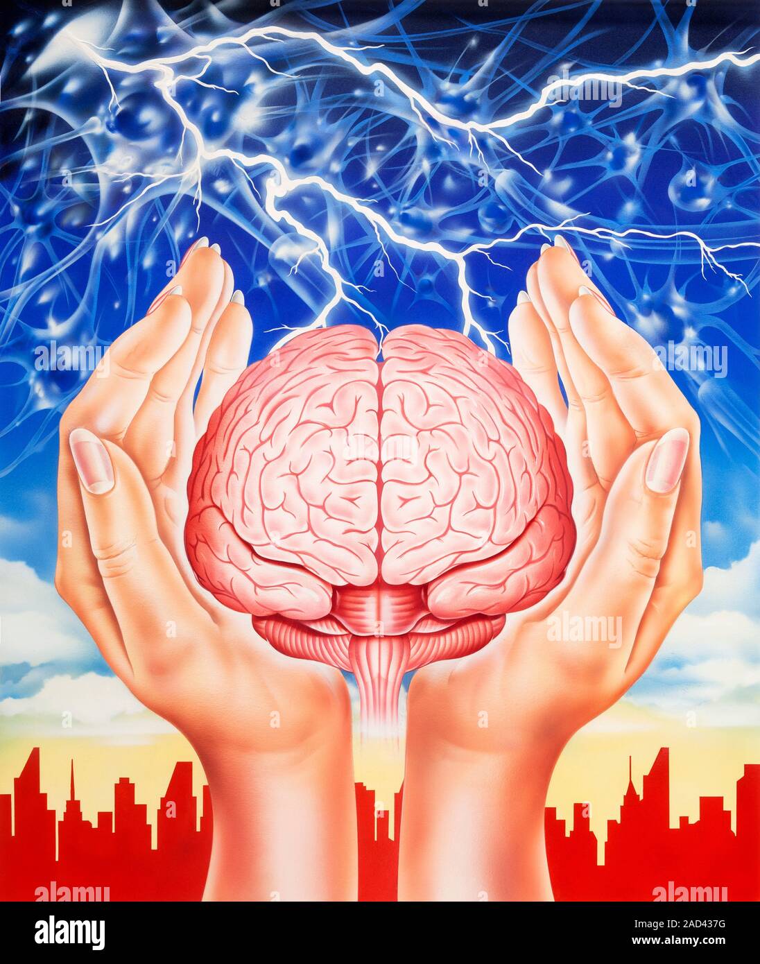 Brain protection. Conceptual illustration of hands protecting a human ...