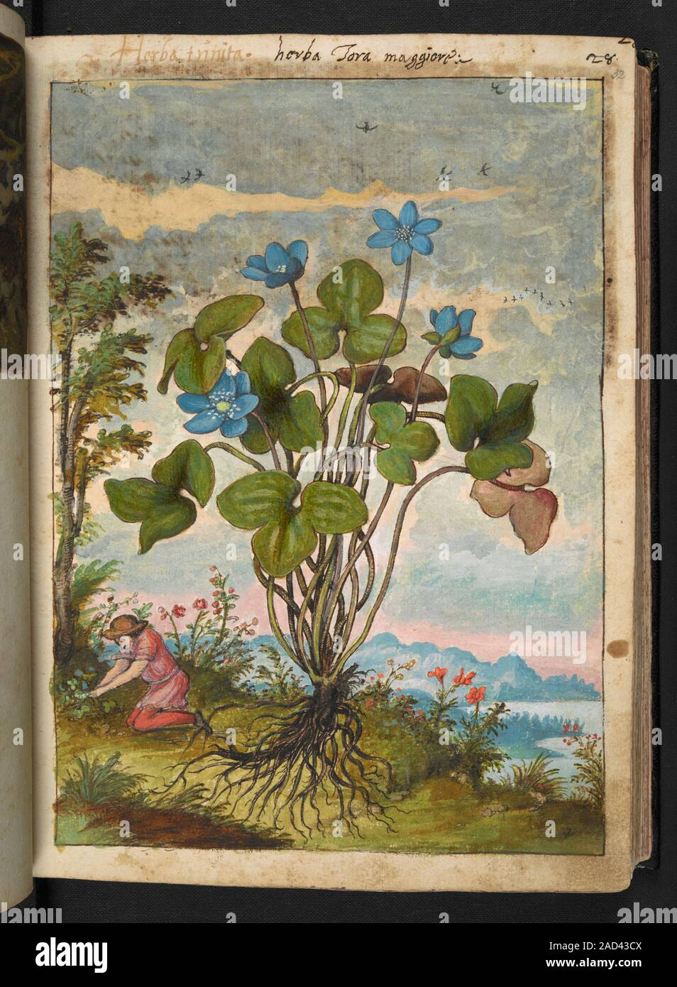 Common hepatica. 16th century Italian illustration of a common hepatica ...