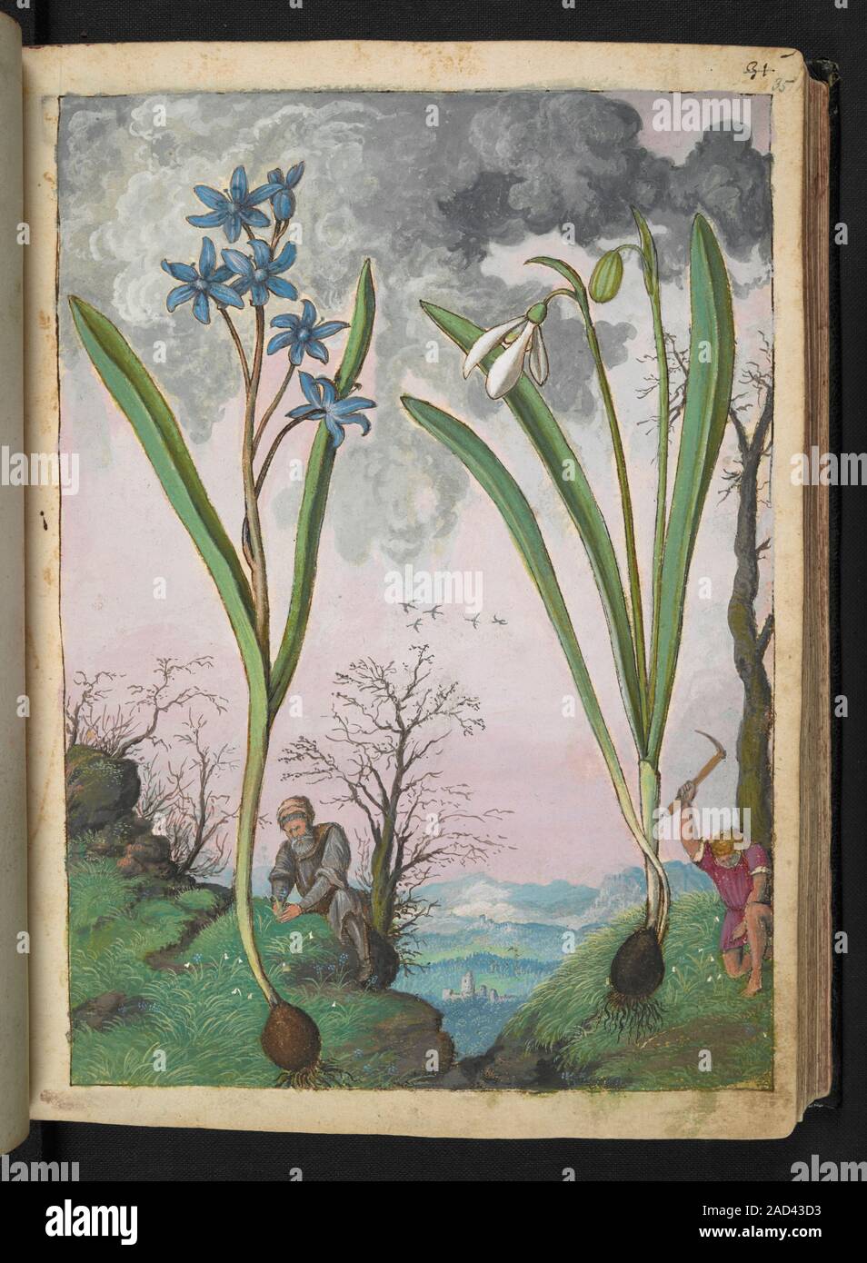 Medicinal plants. 16th century Italian illustration of two medicinal ...