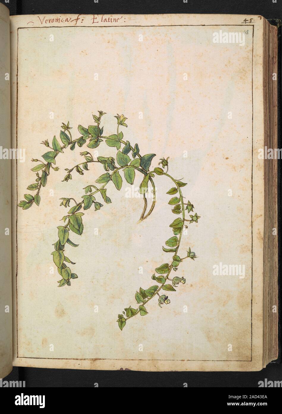 Smooth speedwell. 16th century Italian illustration of a smooth ...