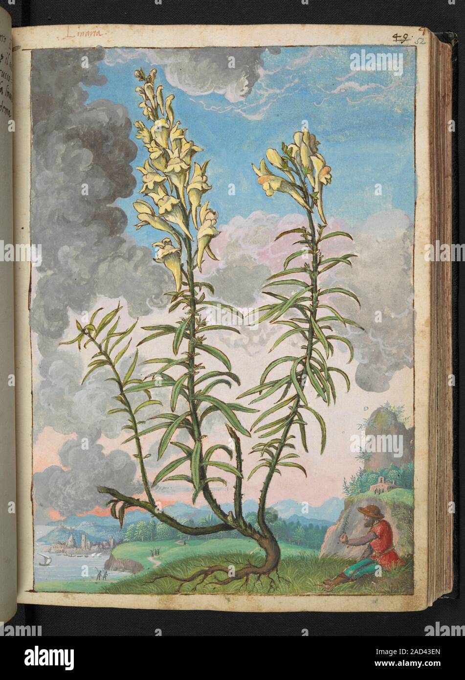 Toadflax. 16th century Italian illustration of a toadflax plant ...