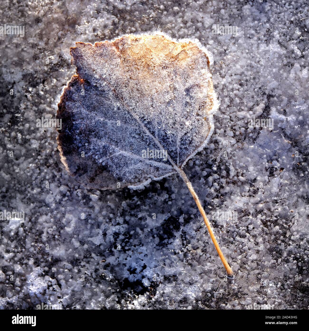 Seasonal freeze details hi-res stock photography and images - Alamy