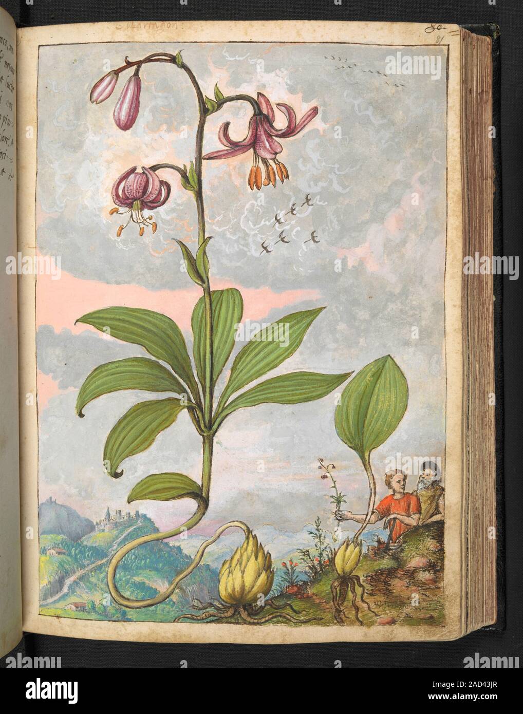Turk's cap lily. 16th century Italian illustration of a Turk's cap lily ...
