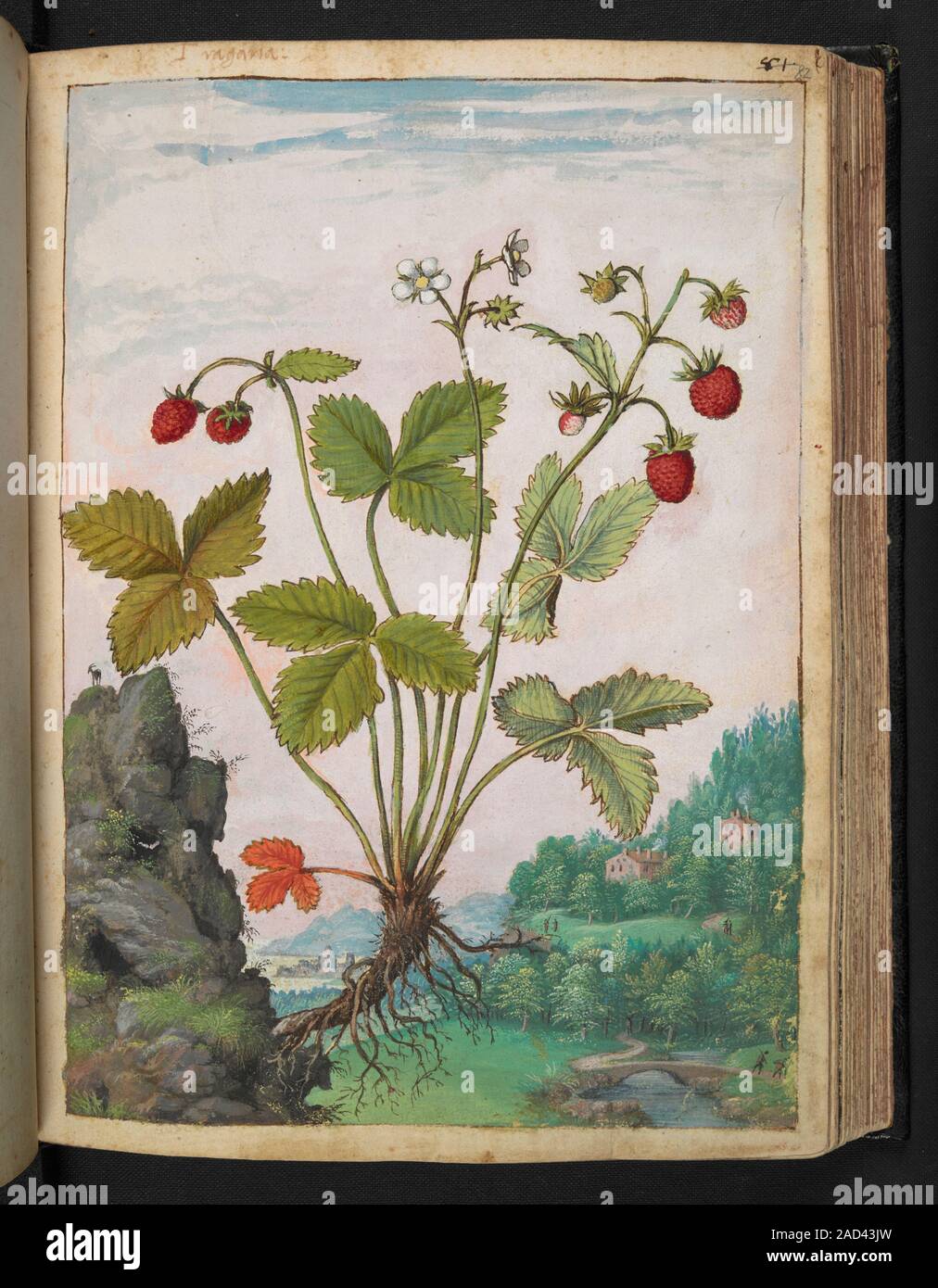 Wild strawberry. 16th century Italian illustration of a wild strawberry ...