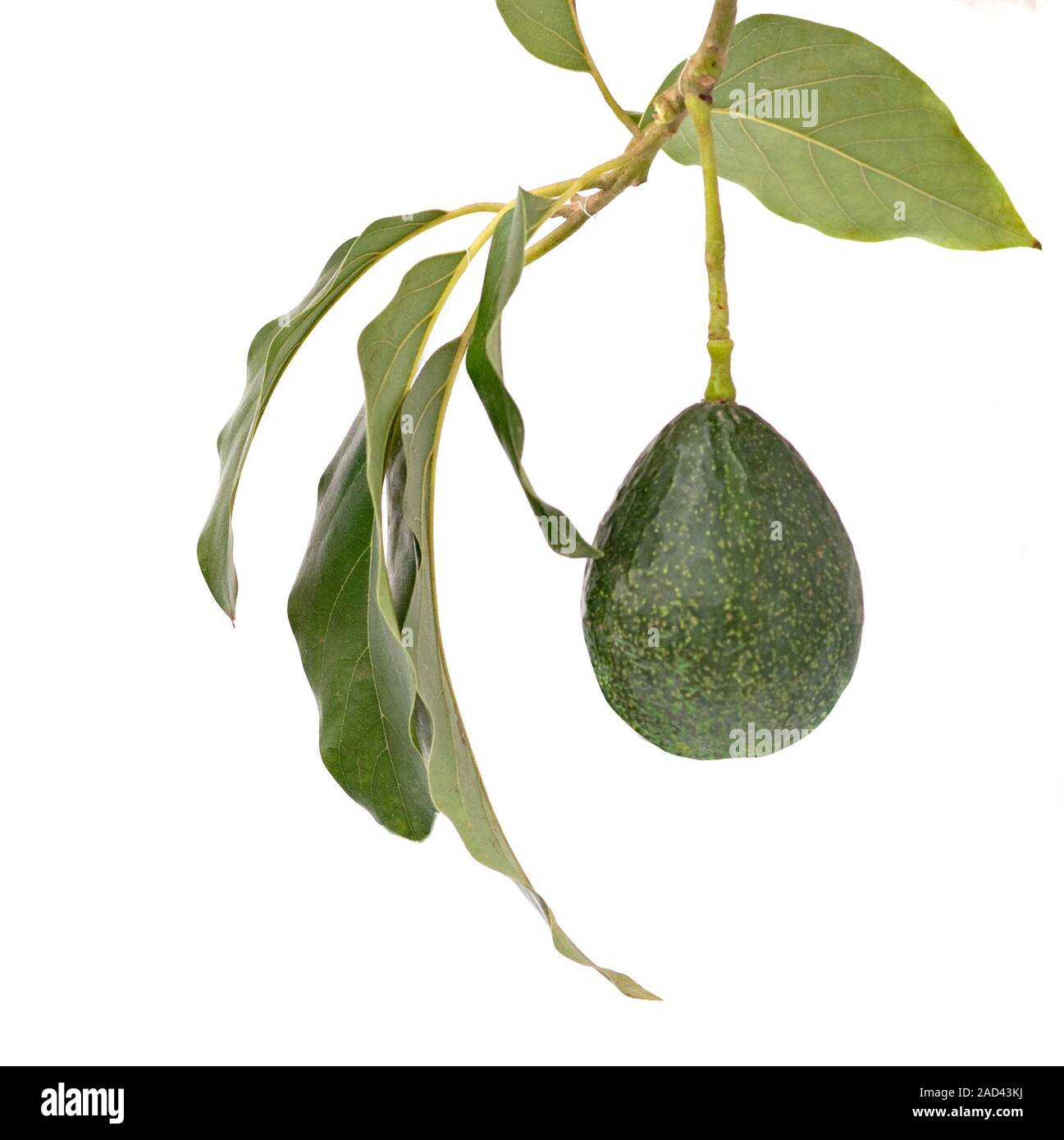 Branch of avocado Stock Photo - Alamy