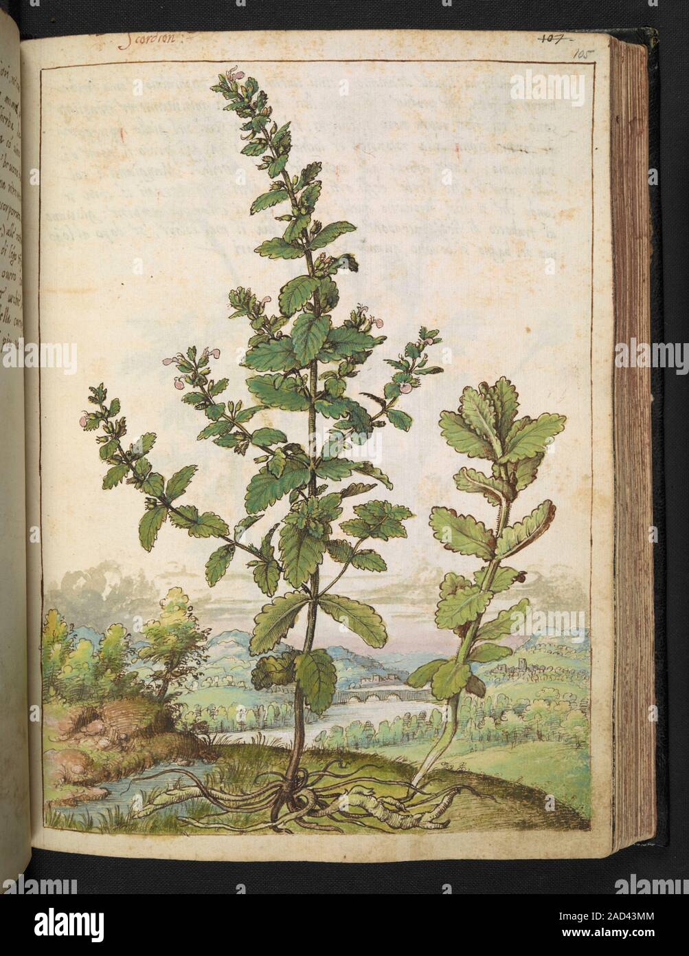 Water germander. 16th century Italian illustration of water germander ...