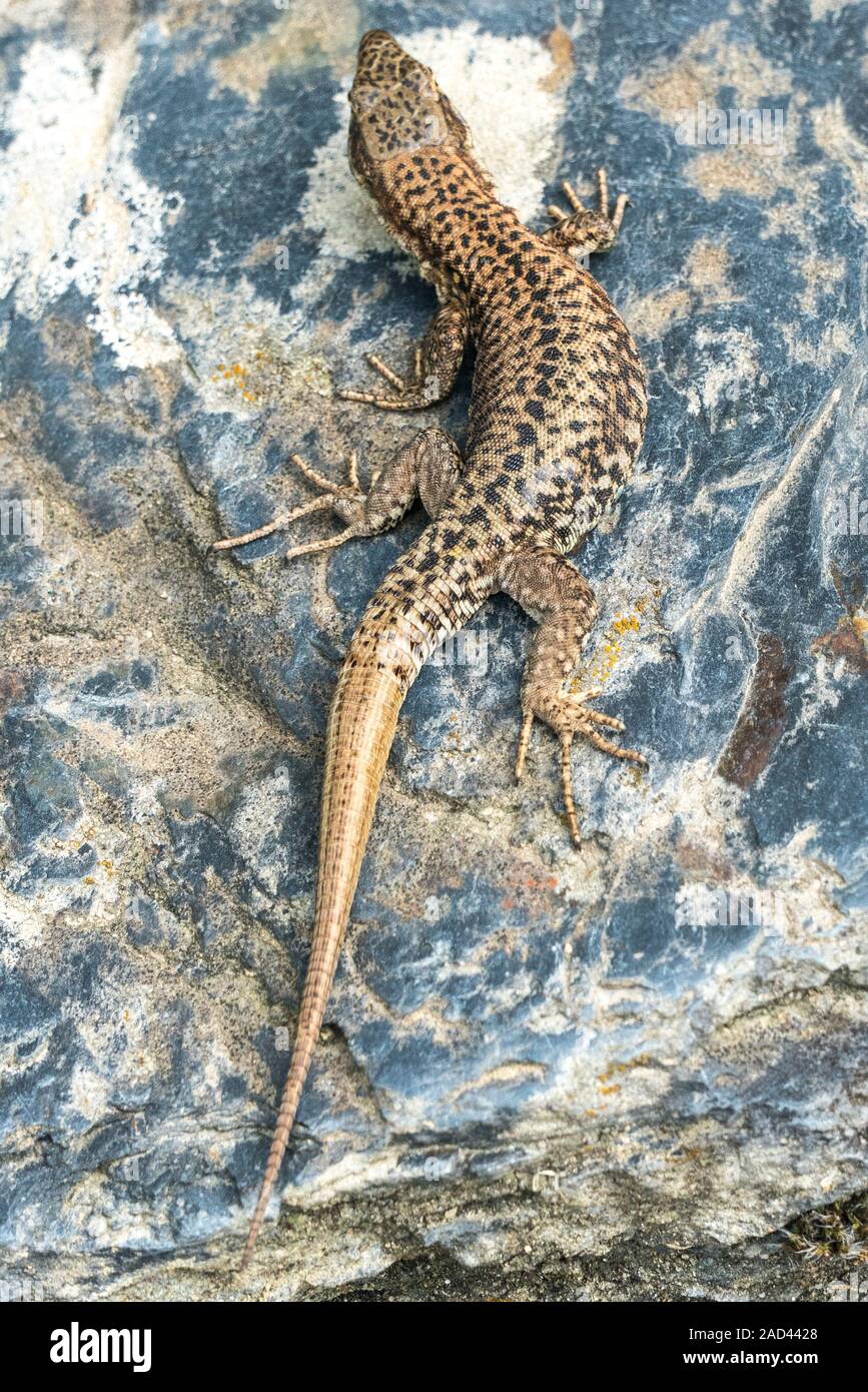 Autotomy and regeneration in lizards. At some time in its life this ...