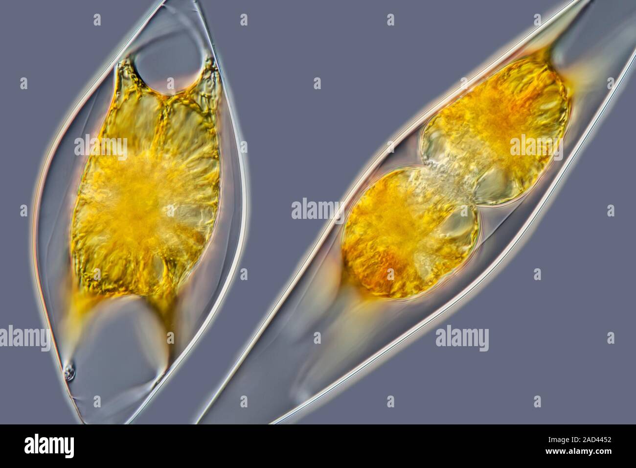 Light micrograph of Pyrocystis lunula (Gr.pyro, fire & Gr. kystis ...