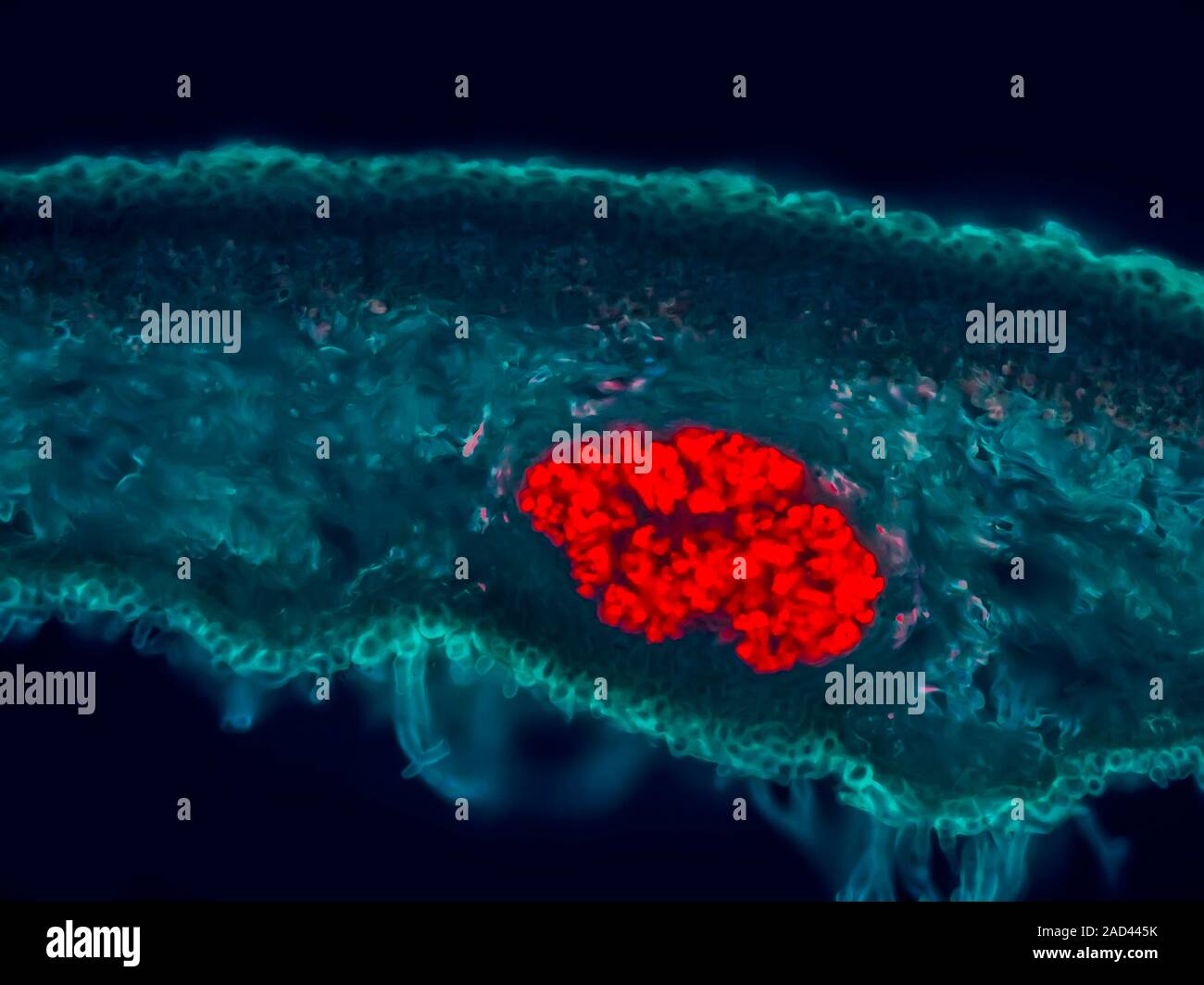 Light micrograph of a thin section through the lobe of Lobaria ...